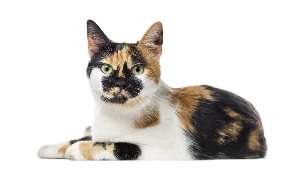 PolyDactyl Cats Behavior - Maine Coon Companion