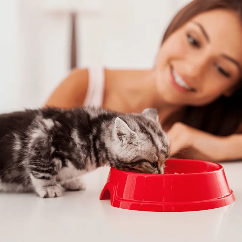 How to feed kittens? Complete Kittens Feeding Guide