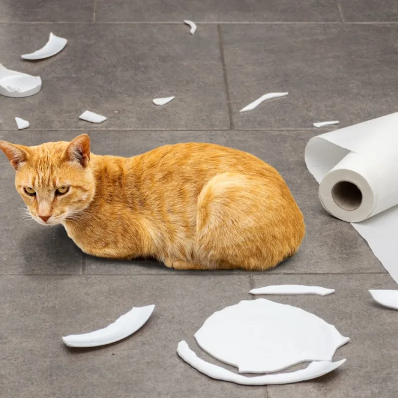 Why Do Cats Knock Things Over? The Surprising Science Behind