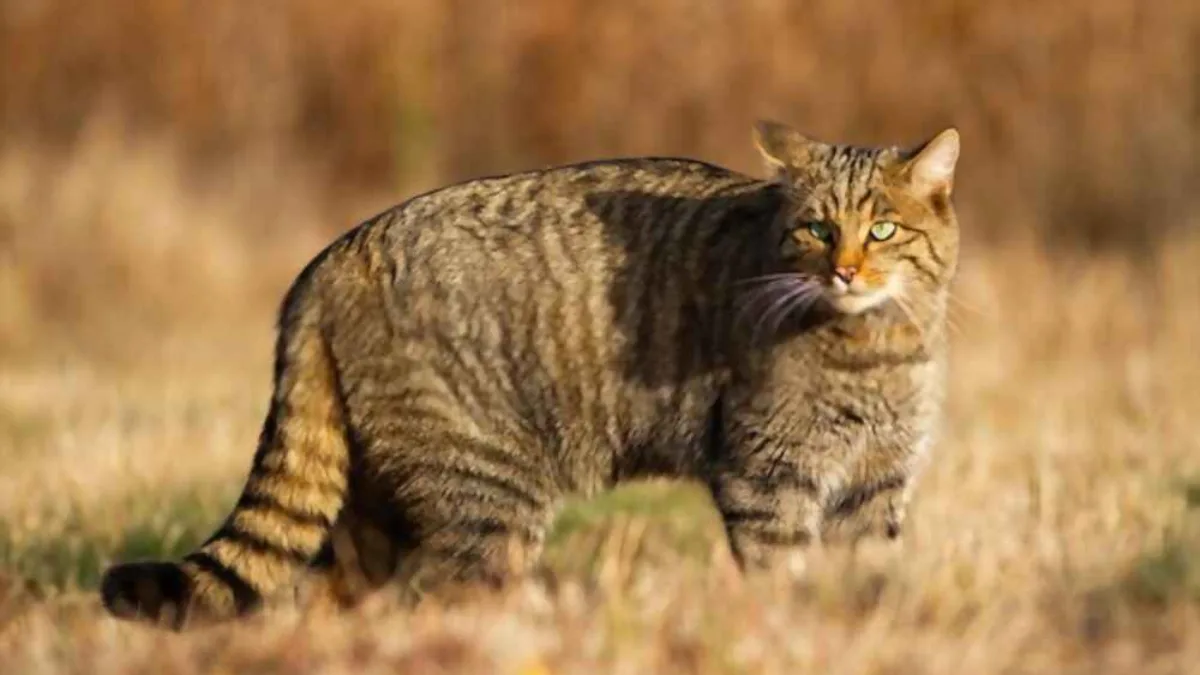 European Wildcat Facts and Appearance