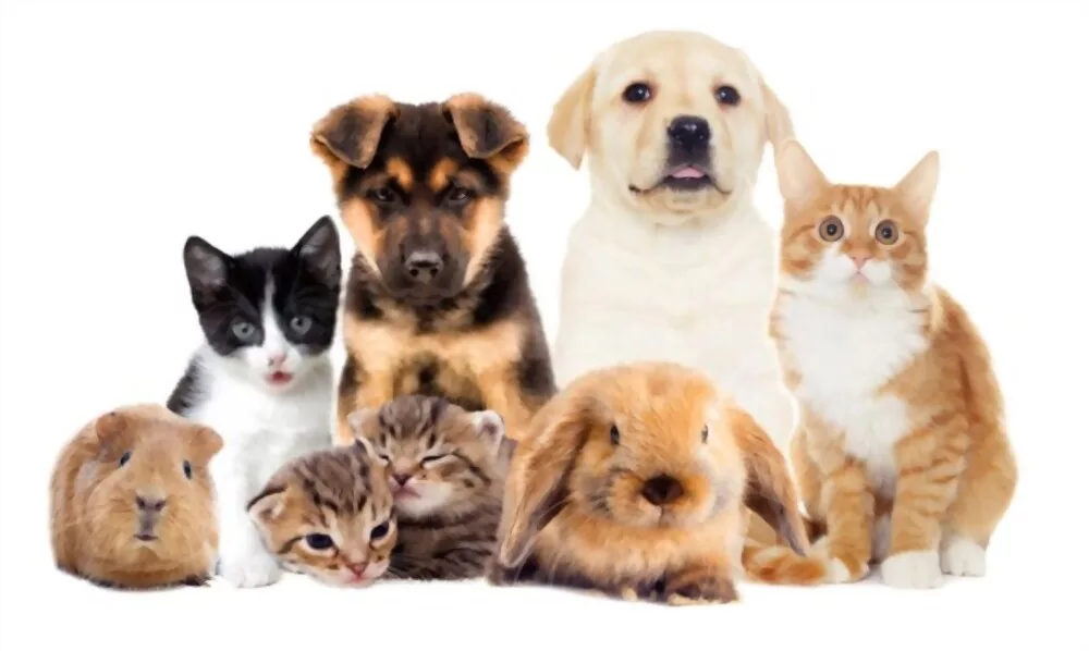 Do Maine Coon cats get along with other pets?