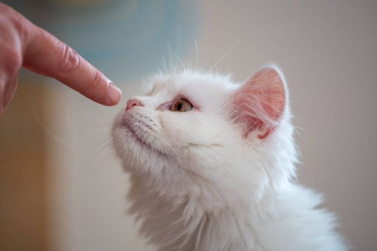 Turkish Angora Cat Personality and Characteristics
